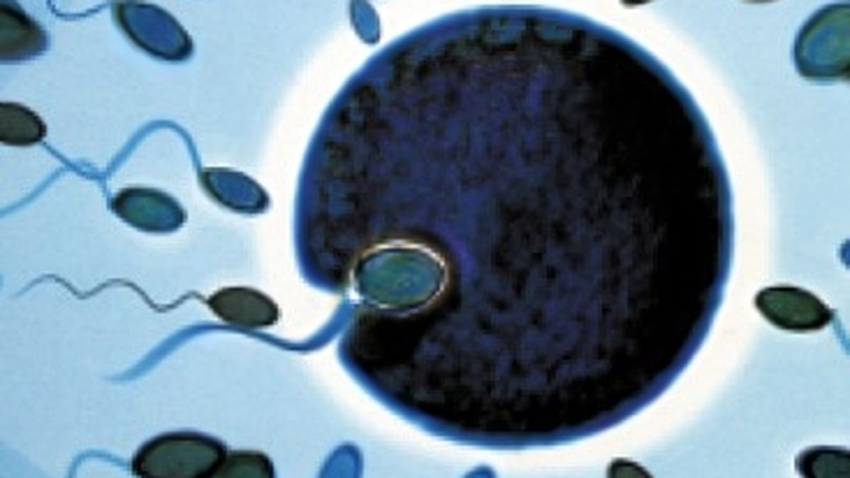 Científicos revelan que la forma de espermatozoide condiciona su velocidad