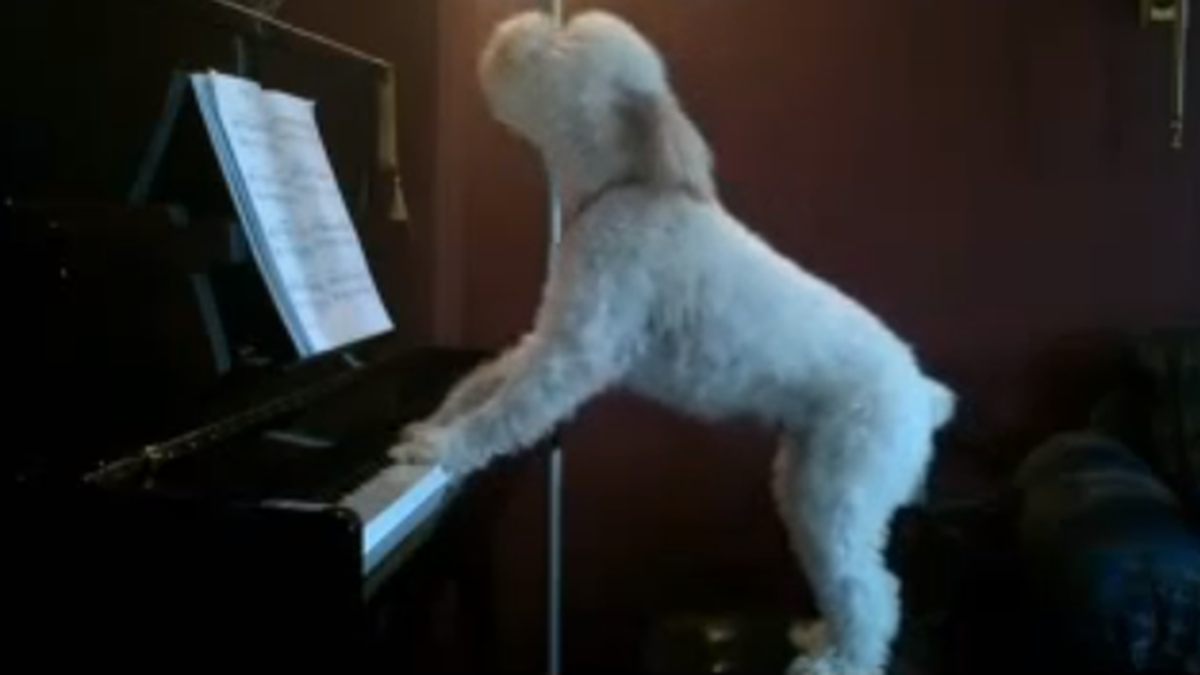 VIDEO: Un perro pianista y cantante