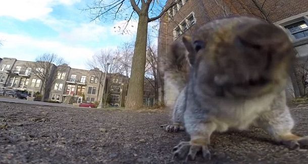 VIDEO: La ardilla que convierte una cámara Go Pro en una nuez