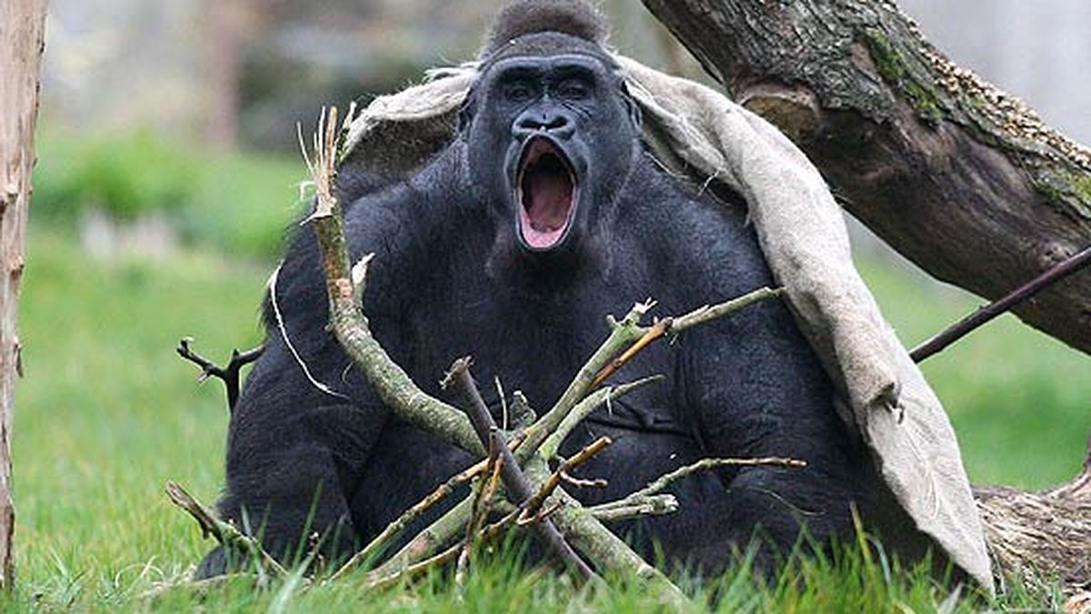 Un mono feliz y con sueño