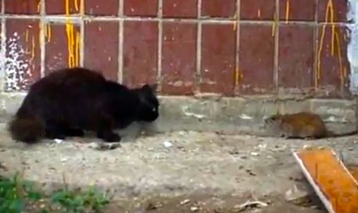 El mundo del revés: la rata que atemoriza a un grupo de gatos