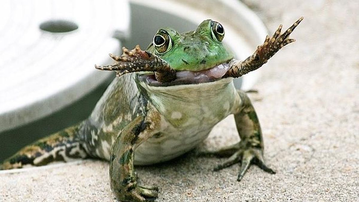 El que come y no convida, ¿se traga a un colega?