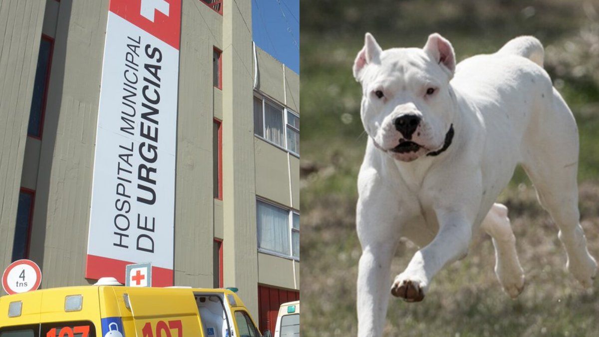 Estremecedor: dos perros dogos mataron a una adolescente en Córdoba Estremecedor: dos perros dogos mataron a una adolescente en Córdoba