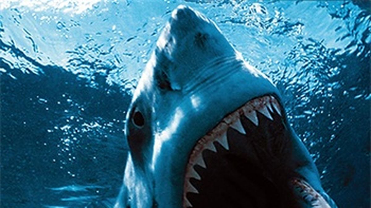 Luna de miel de terror: un tiburón devoró al novio en el mar