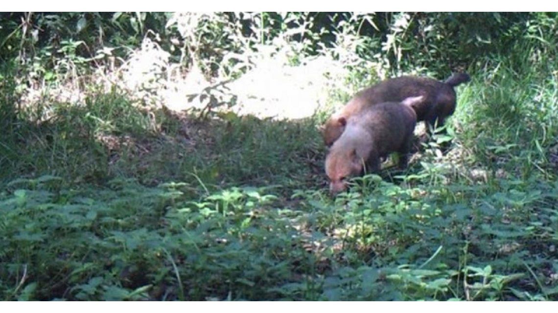 Fotografían por primera vez a una extraña especie de zorro en Misiones
