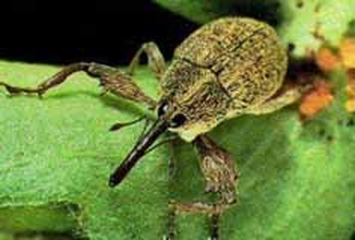 ¡Atenti que es bravo el picudo del algodonero!