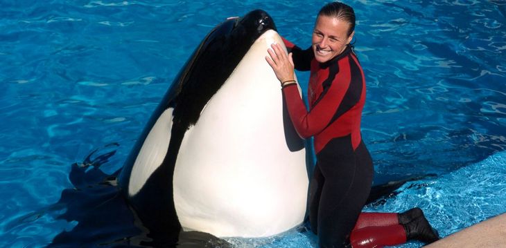 Murió Tilikum, la orca que mató a su entrenadora