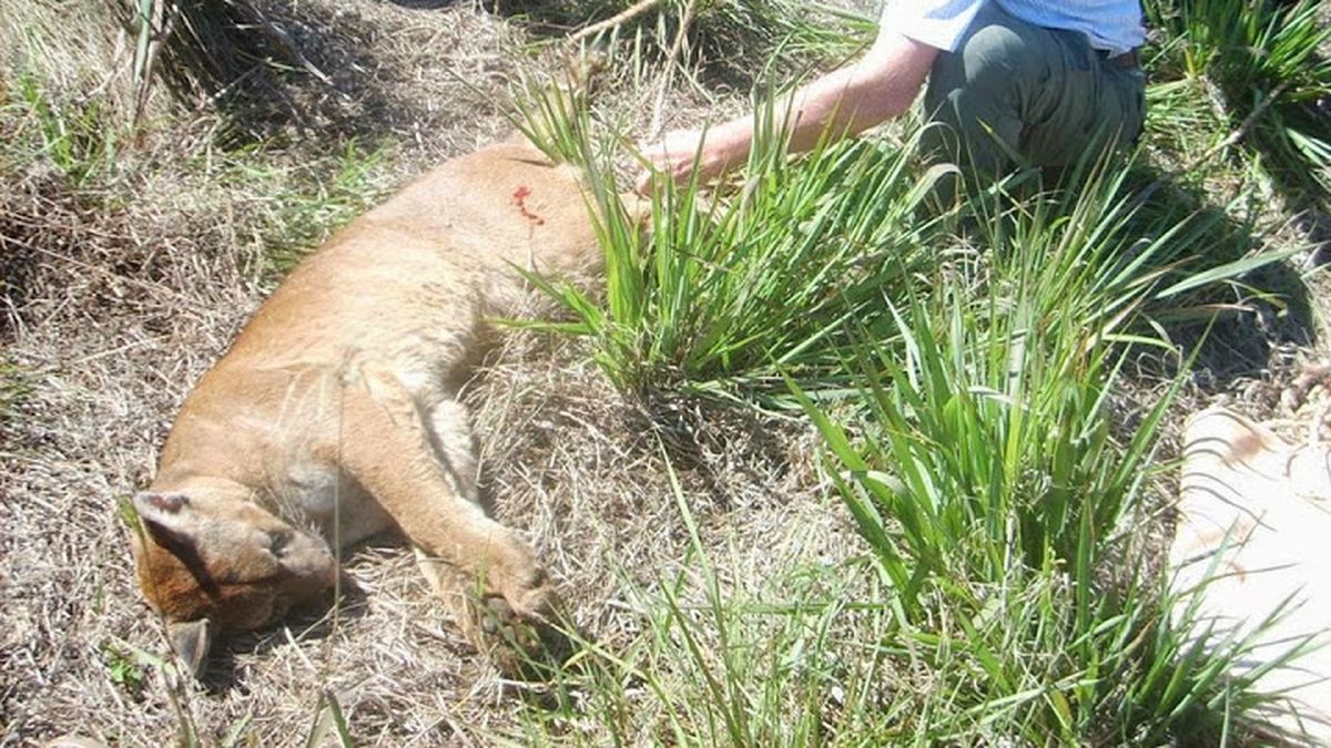 Cazan a un puma cerca del aeropuerto de Posadas