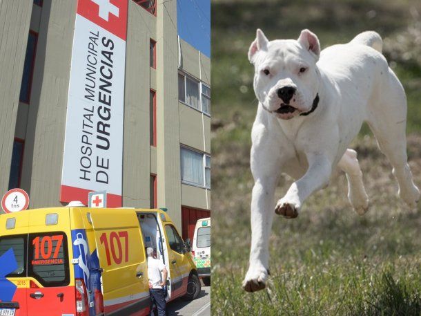 Estremecedor: dos perros dogos mataron a una adolescente en Córdoba Estremecedor: dos perros dogos mataron a una adolescente en Córdoba