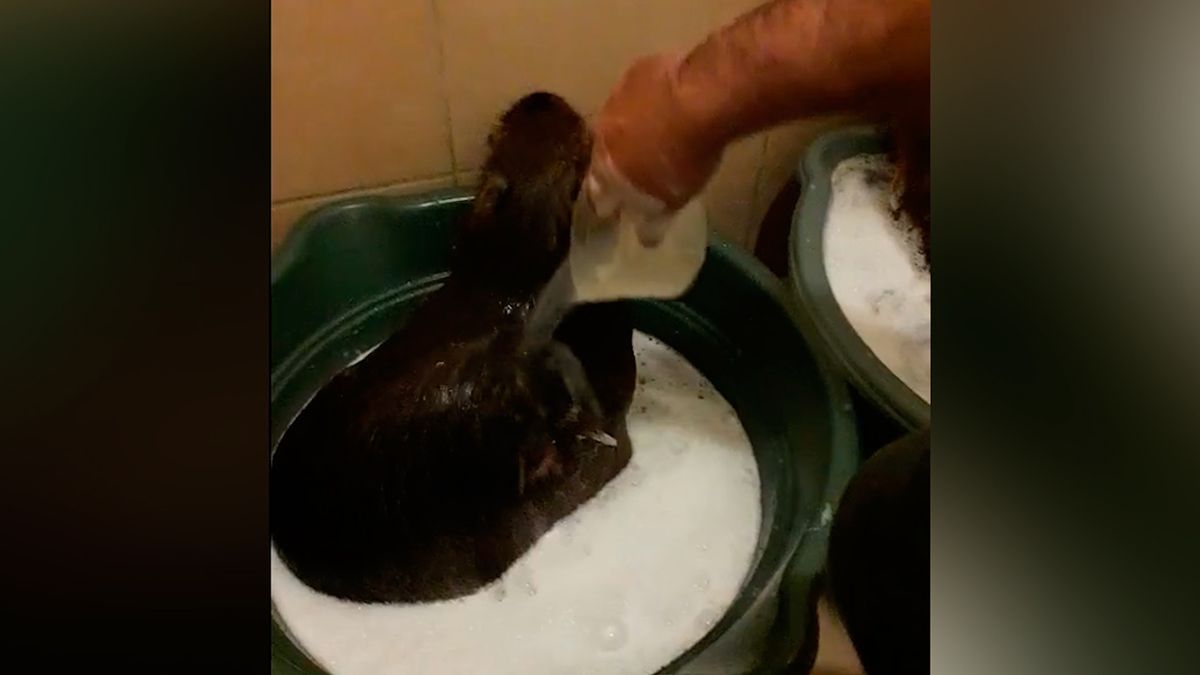 Día de spa: el video de una mujer bañando a sus carpinchos que se hizo ...