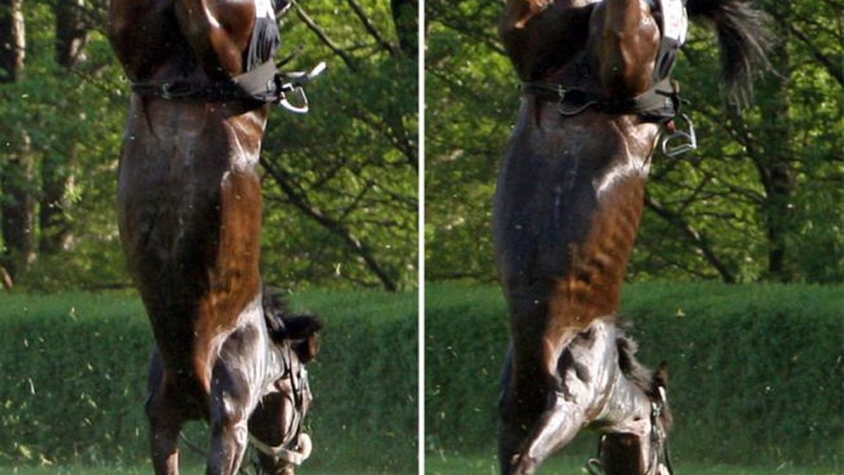 Espectacular acrobacia de un caballo alemán