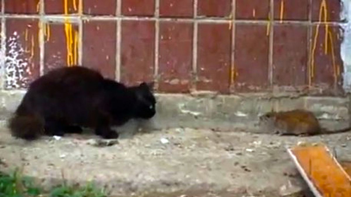 El mundo del revés: la rata que atemoriza a un grupo de gatos