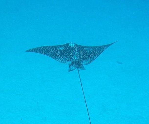 Una raya ataca a nene