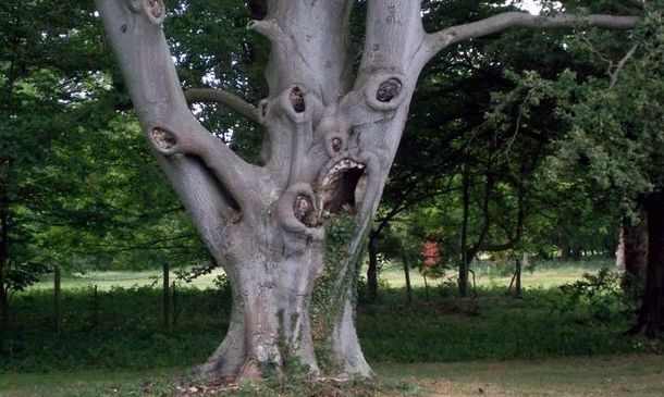 Un pueblo vive a la sombra de un temible árbol del terror
