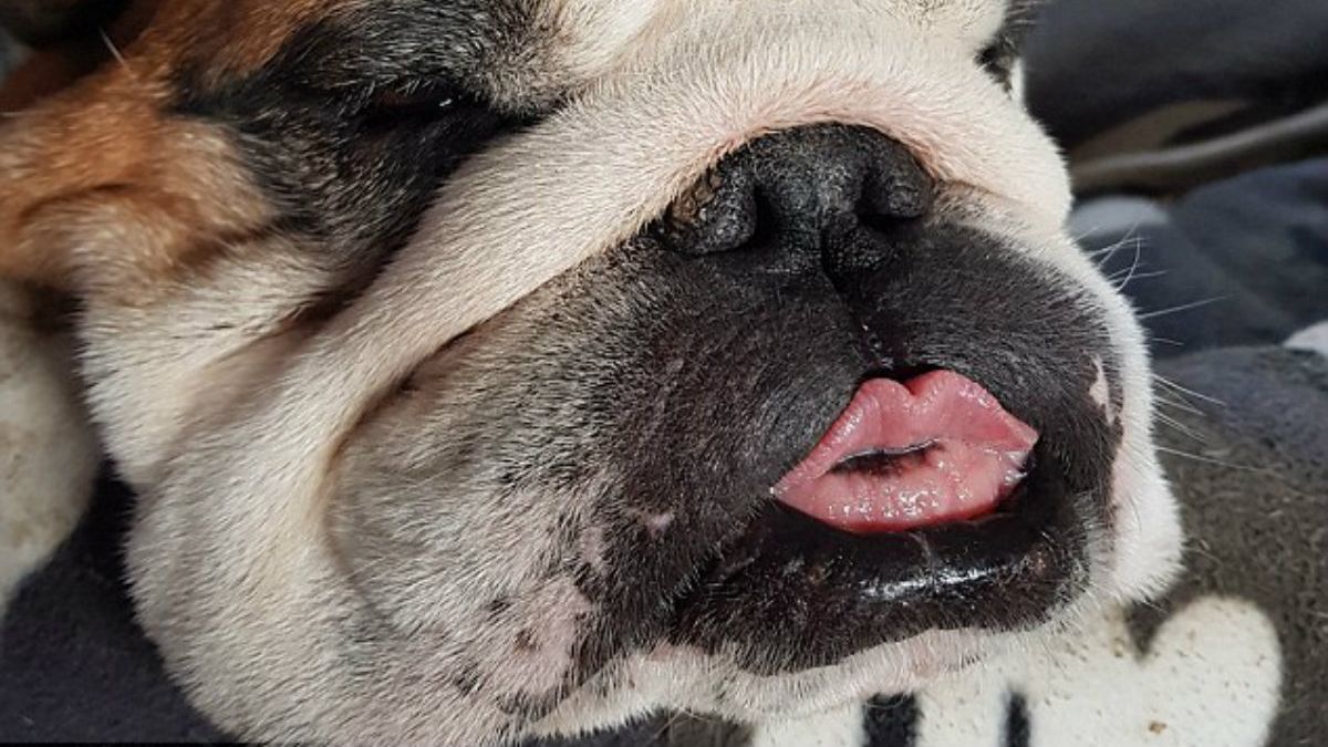 Bullet, el perro con labios humanos que se roba todas las miradas