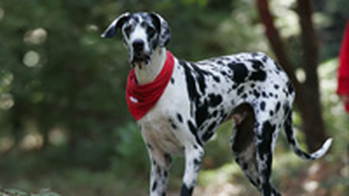 Conocé al gigante de los perros