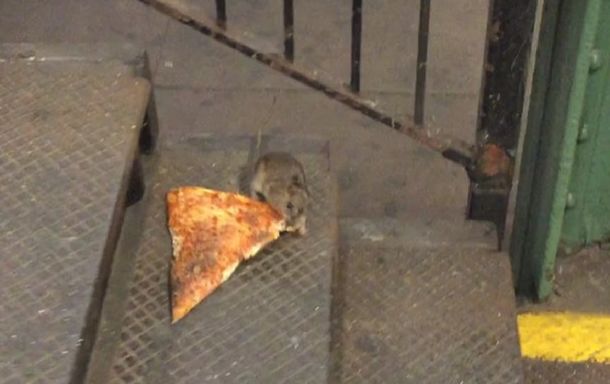 ¿El maestro Splinter? Una rata robó una porción de pizza en el subte de ...