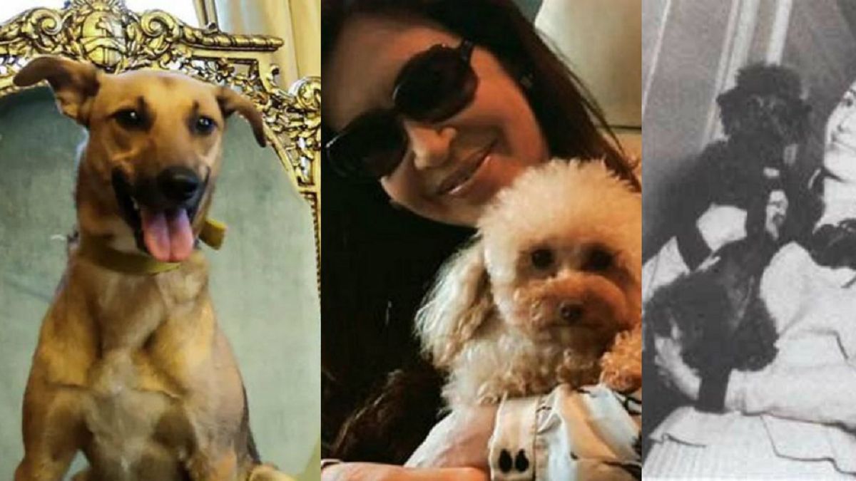 De Tinolia y Monito a Balcarce, Simón y Dylan: en su día, estos son los ...