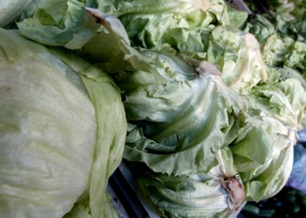 Por escasez de la criolla, recomiendan comer lechuga capuchina