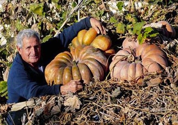 Un chacarero de Junín obtiene una cosecha de zapallos gigantes