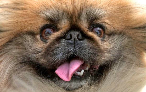 El pekinés, una raza que desapareció del hogar argentino
