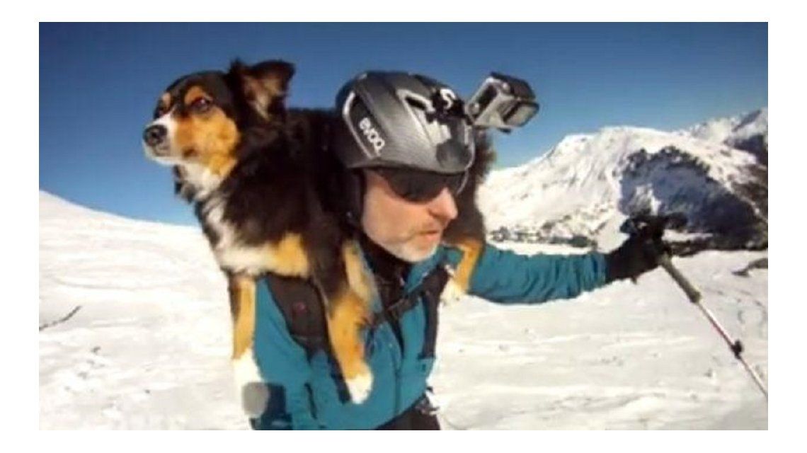 Un perro es fanático de esquiar junto a su dueño