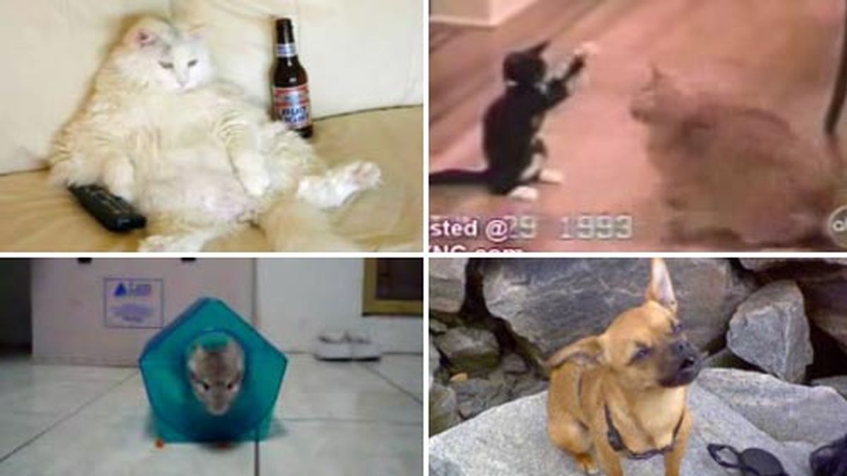Mirá los cinco mejores videos de bloopers de animales en YouTube