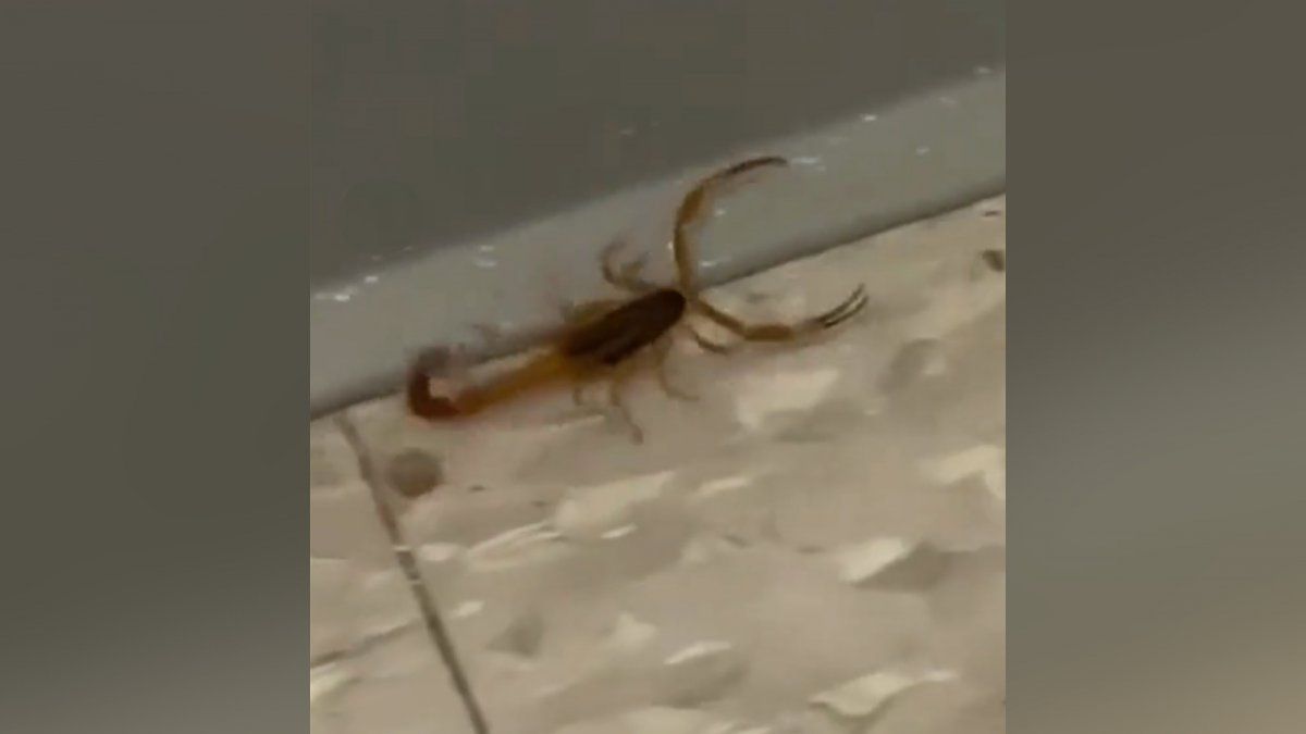 Encontraron nuevo alacrán en el Lengüitas