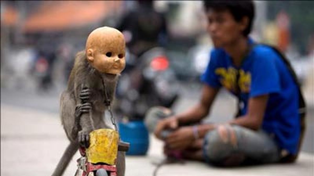 ¡Pobre mono! Lo sacan a pasear en bicicleta con una máscara de un nene